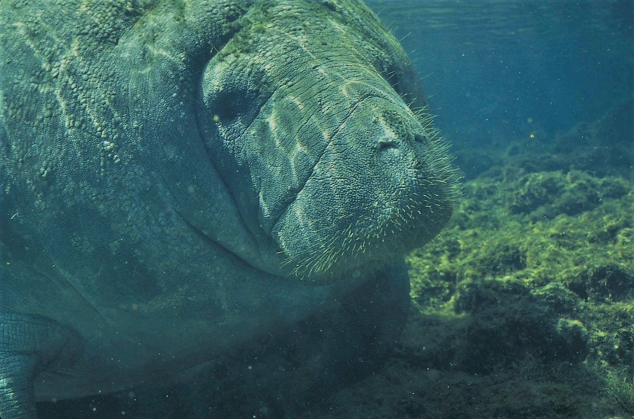 Lamantijnen Suriname, watrakaw, waterkoe in het Surinaams