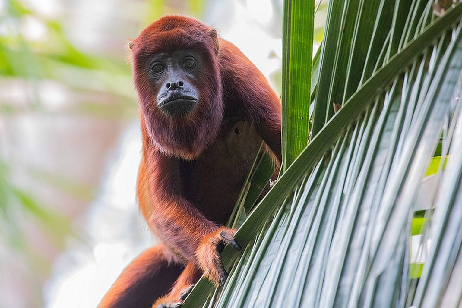 Brulapen van Suriname